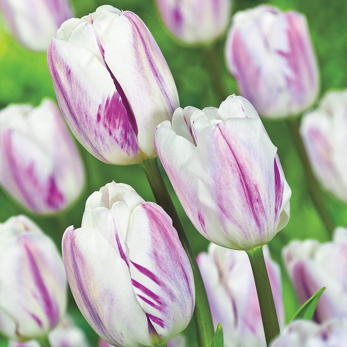 Flaming Flag Triumph Tulip Mixture Dormant Spring Flowering Bulbs 25 ...