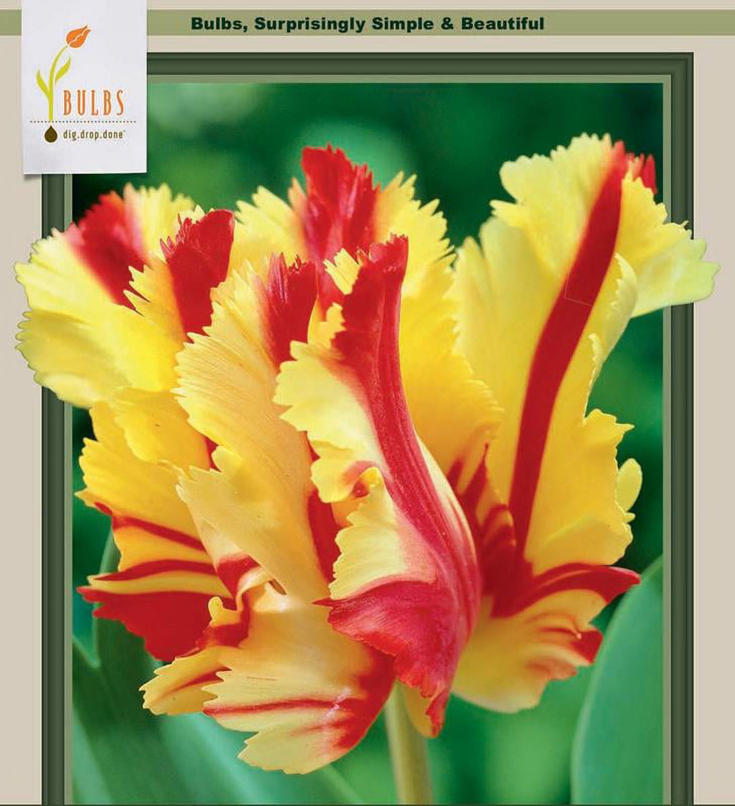 Flaming Parrot Tulip 8 Bulbs - Exotic - 12/+ cm Bulbs - Walmart.com