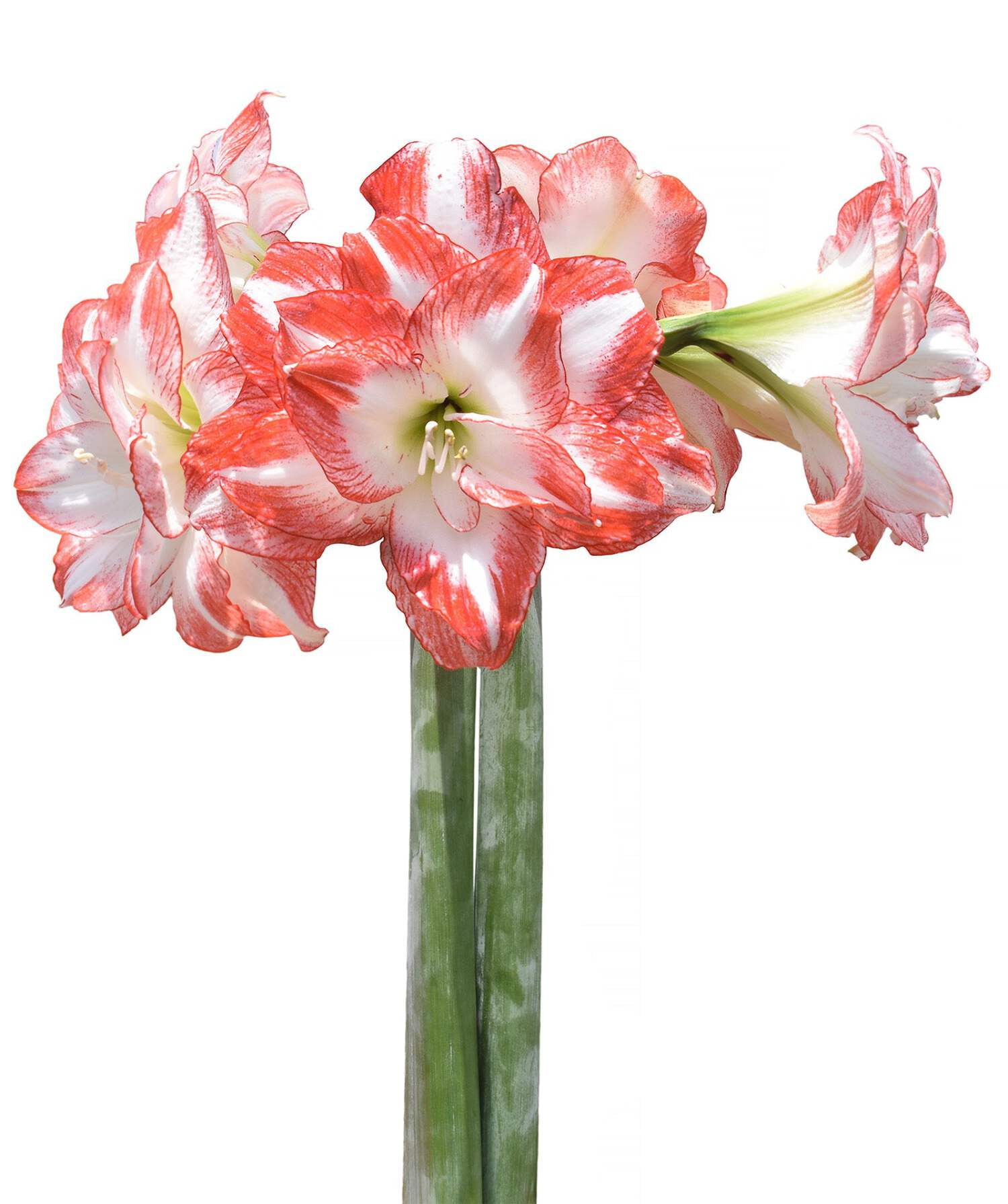 Flaming Peacock Amaryllis - 28-32 cm bulb - Walmart.com