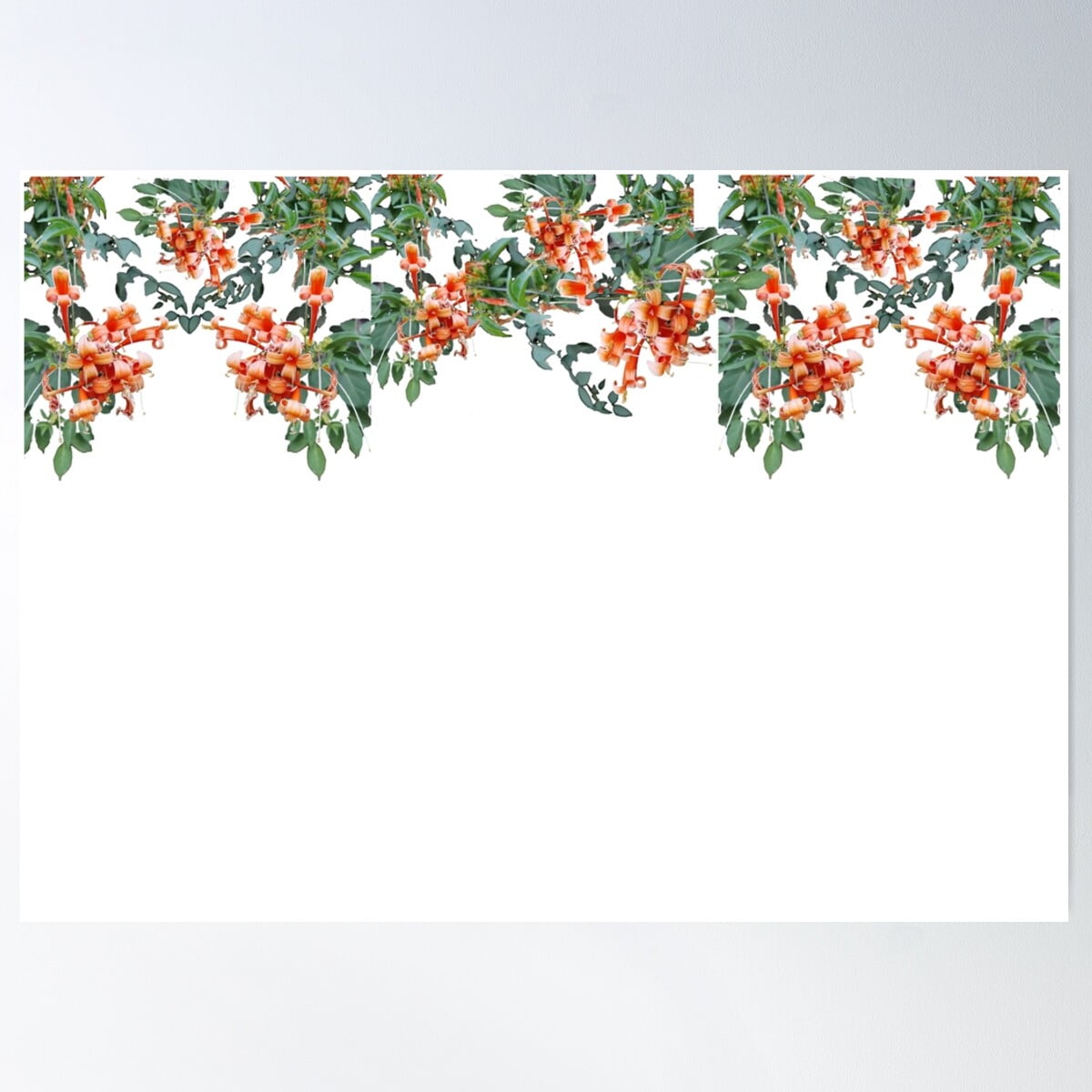 Flaming Trumpet Vine/Pyrostegia Venusta/ Flamevine Or Orange Trumpet ...