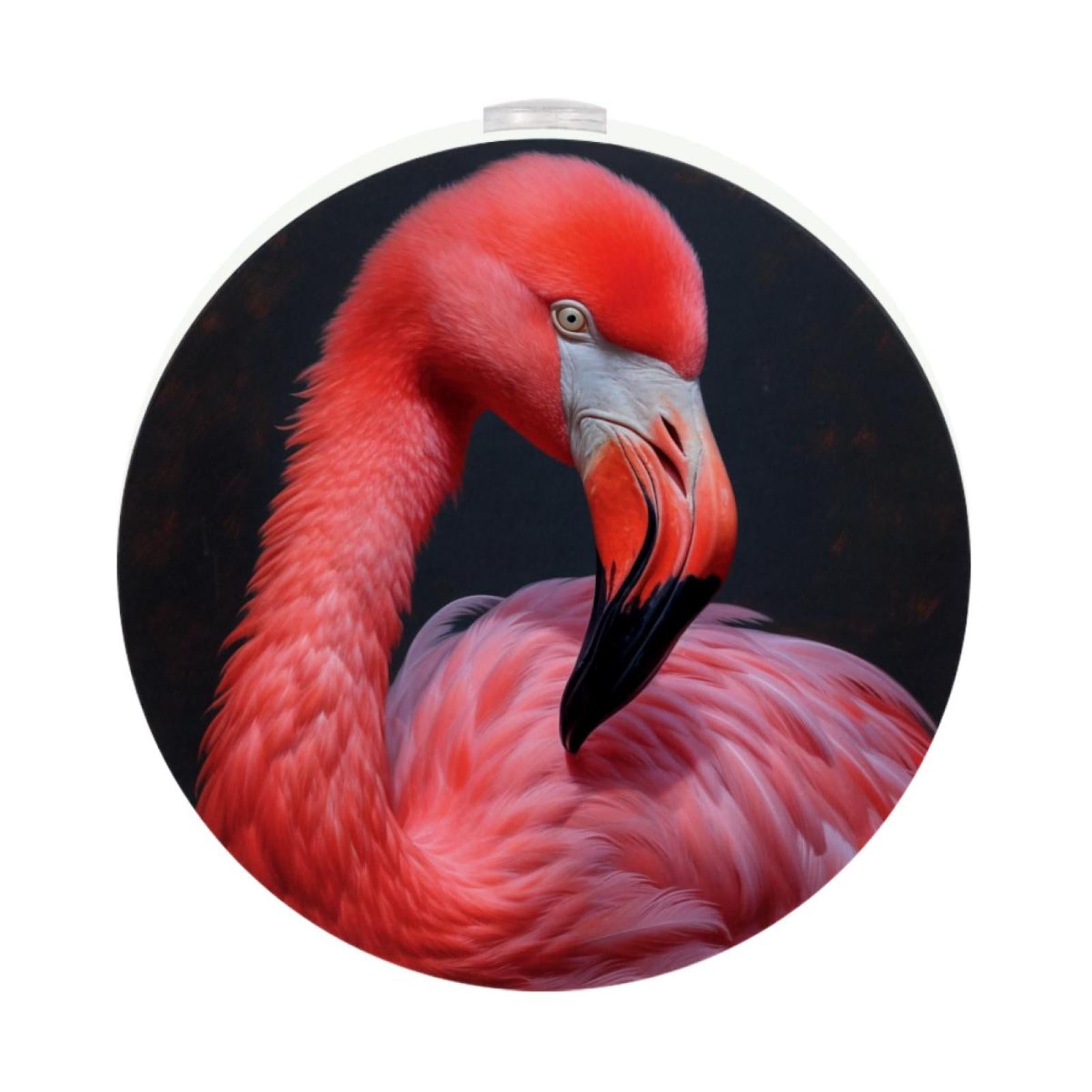 Flamingo LED Circular Night Light - Pack of Two, Induction Light ...