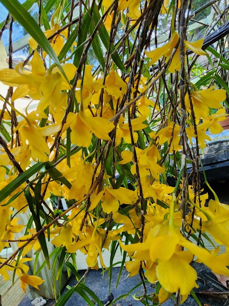 Flask: Dendrobium hancockii, Species rare orchids plant ,Fragrant ...