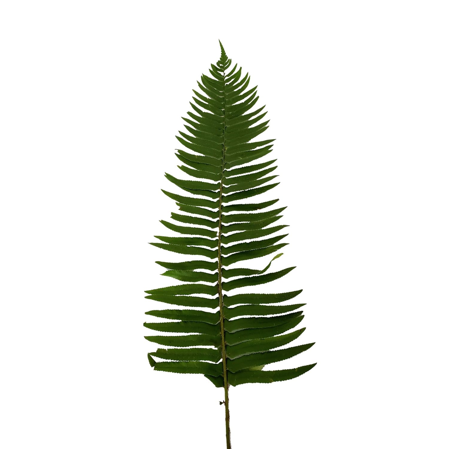 Flat Fern - Farm Direct Fresh Cut Flowers - 150 Stems - Walmart.com