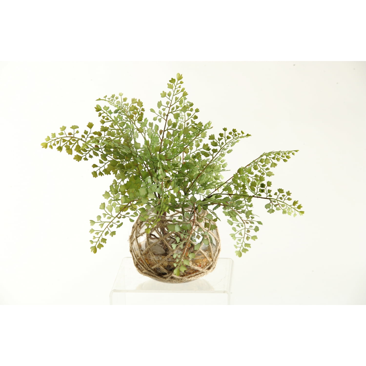 Flat Iron Fern in Glass Bowl with Sea Grass Netting - Walmart.com