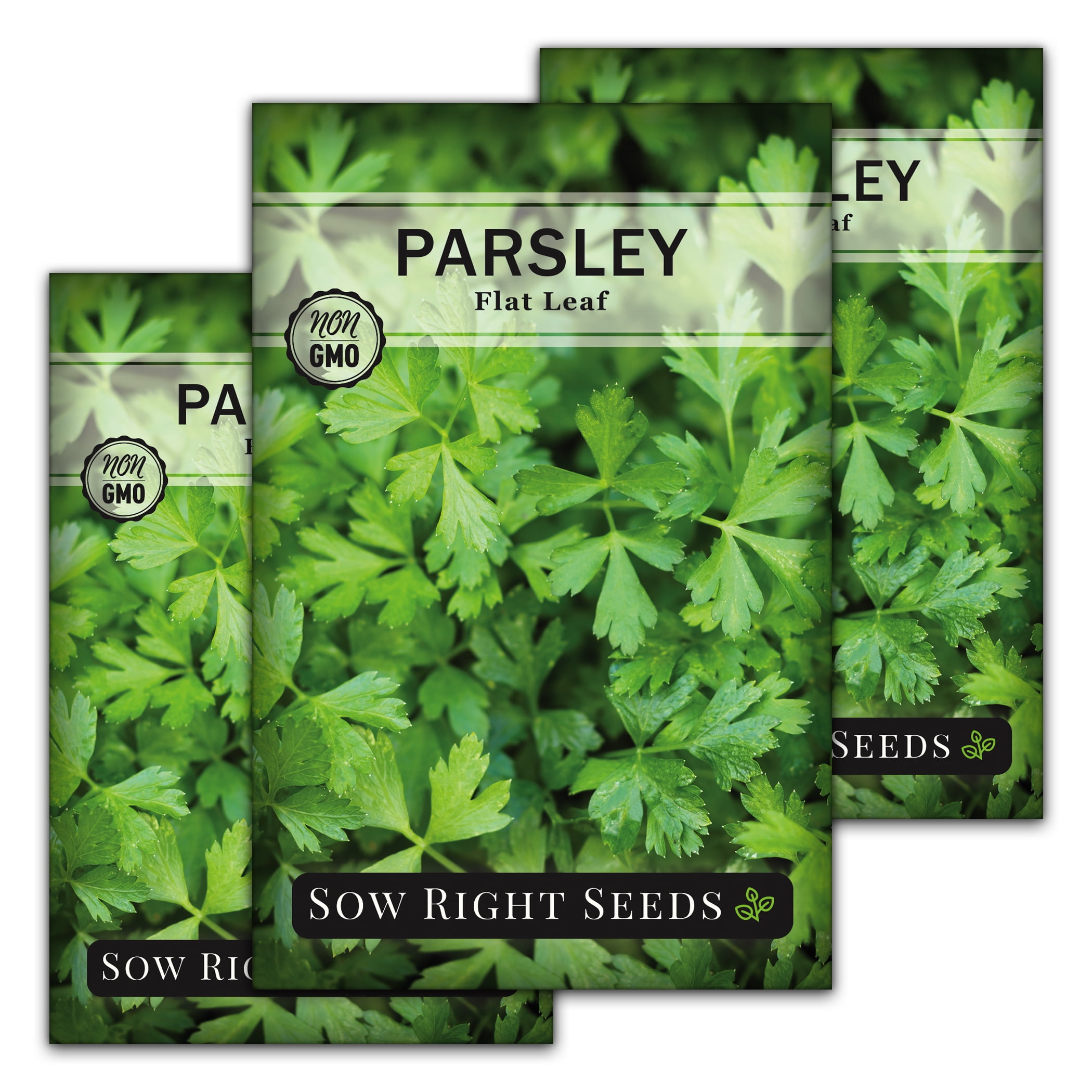 Flat Leaf Parsley Seeds for Planting - Non GMO Heirloom Varieties for ...