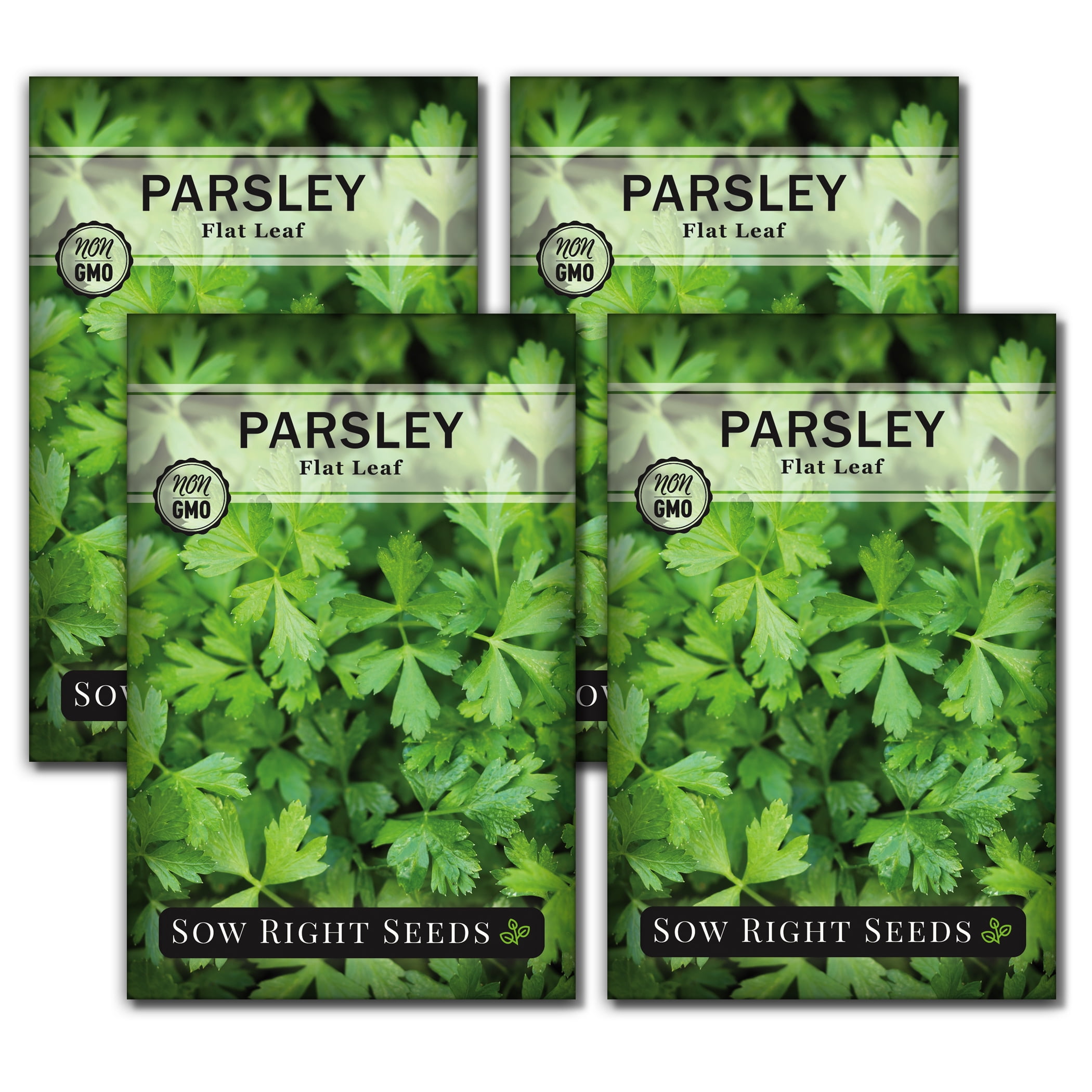 Flat Leaf Parsley Seeds for Planting - Non GMO Heirloom Varieties for ...
