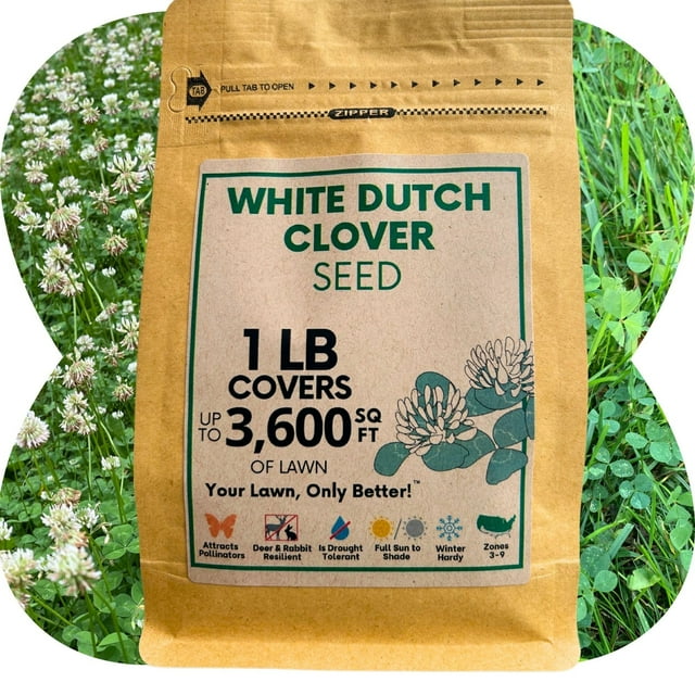 Flawn Seed Kits Perennial White Dutch ITL1 Clover Seeds - Coated Clover ...