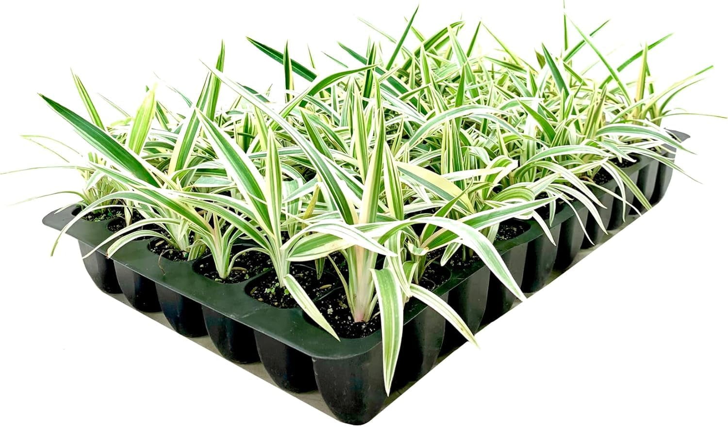 Flax Lily - Dianella Tasmanica Variegata - 40 Live Plants - Evergreen ...