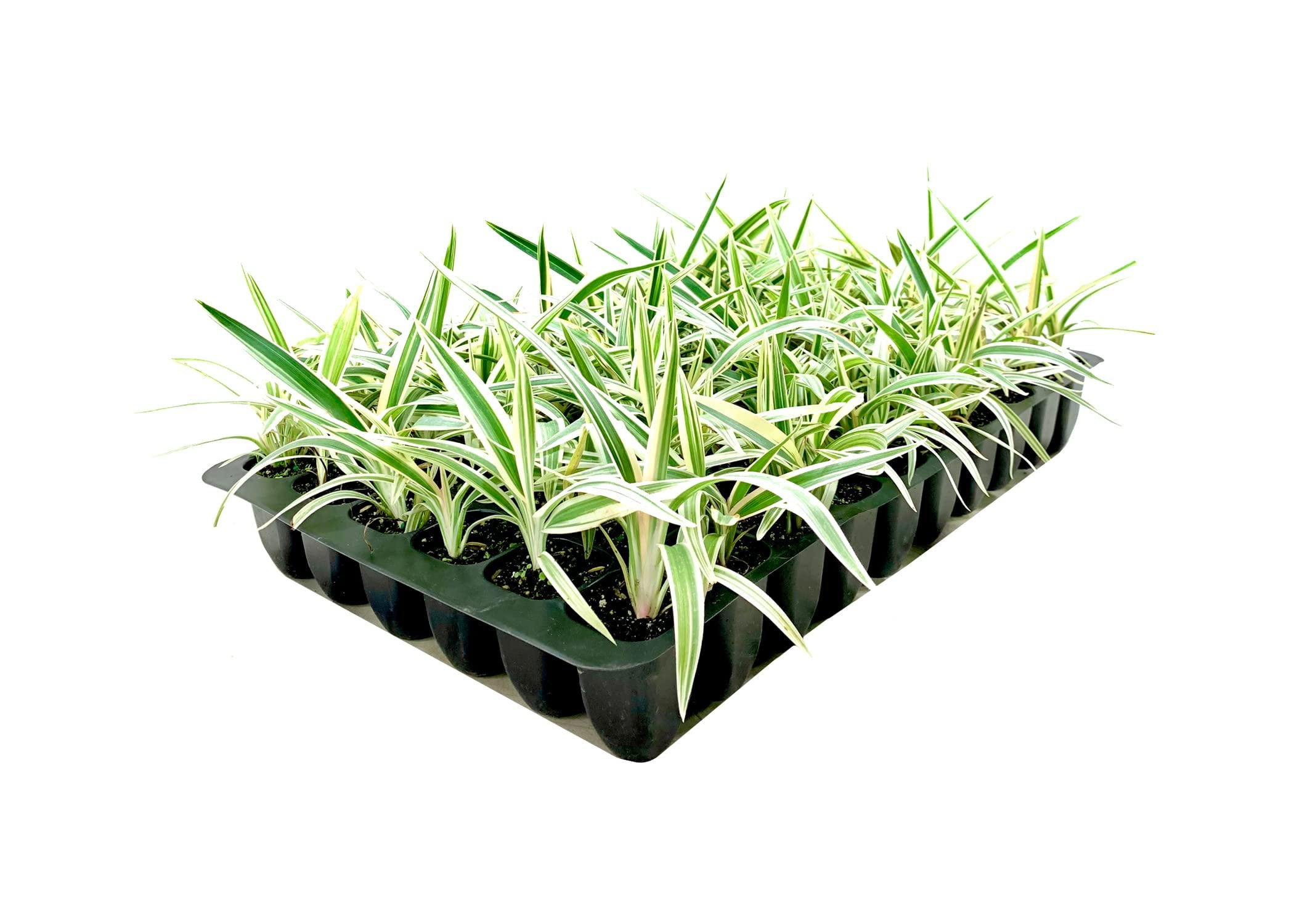 Flax Lily Variegated Dianella Tasmanica Variegata 20 Live Plants ...