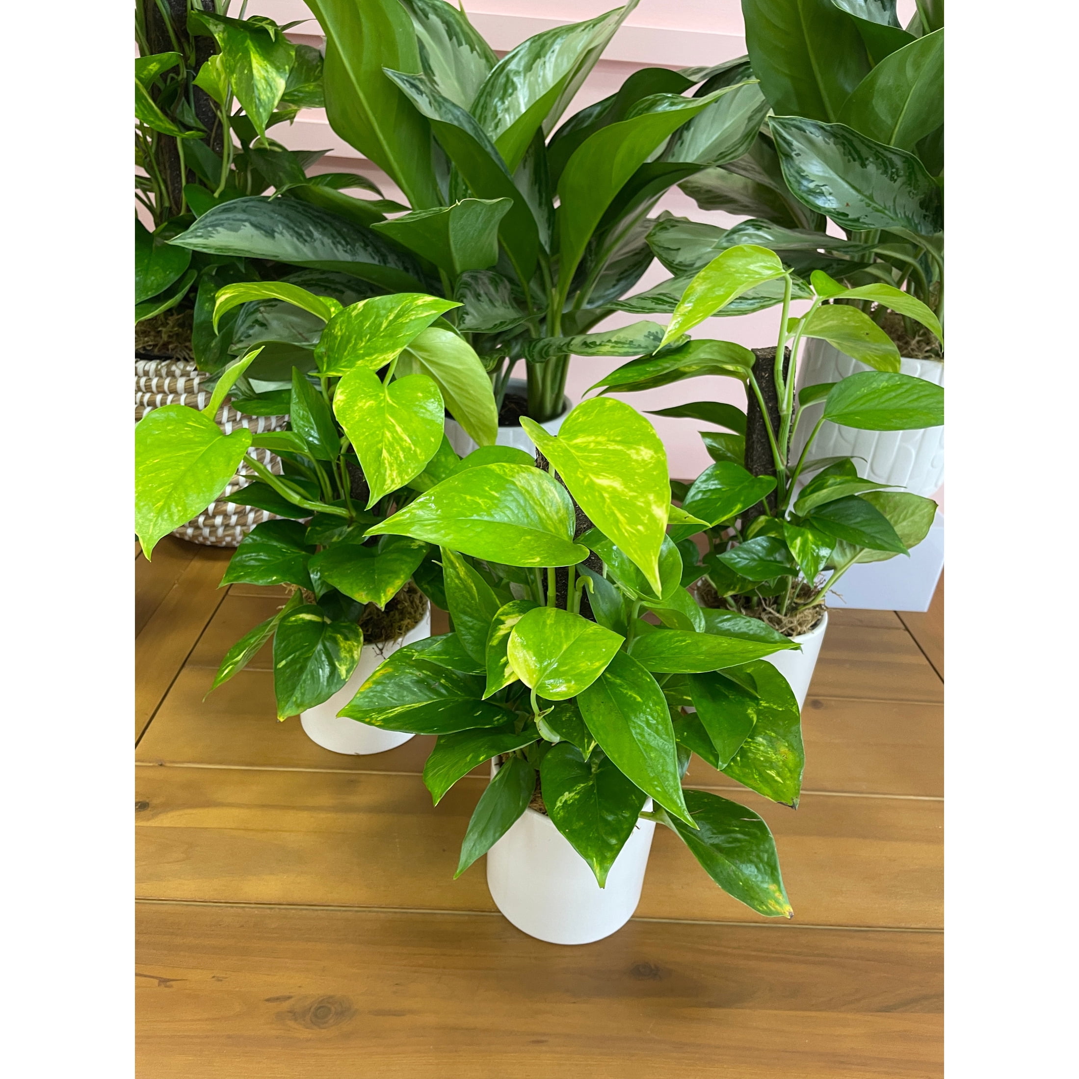 Fleurals Flower Delivery Climbing Pothos in 4in Pot - Walmart.com