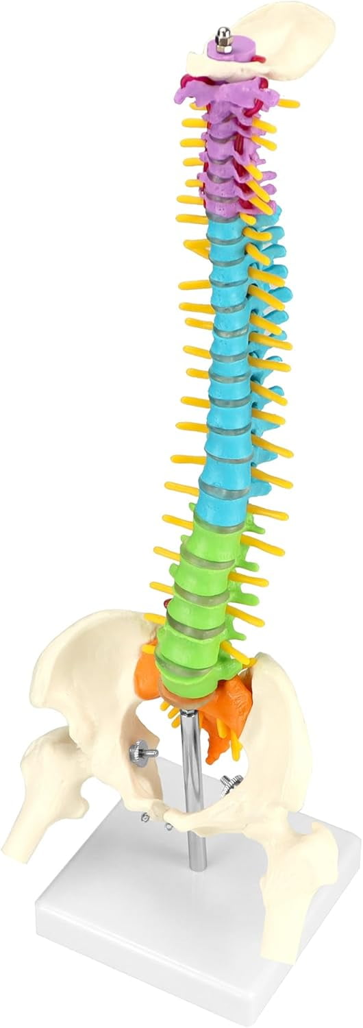 Flexible Human Spine Model with Spinal Nerves Pelvis and Thighs ...