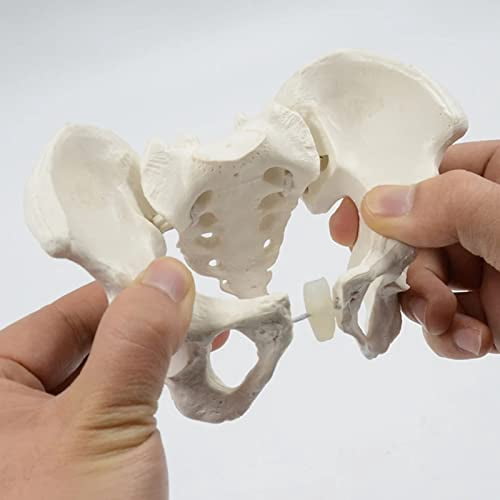 Flexible Mini Pelvis Model - Human Skeleton Model - Female Pelvic Model ...