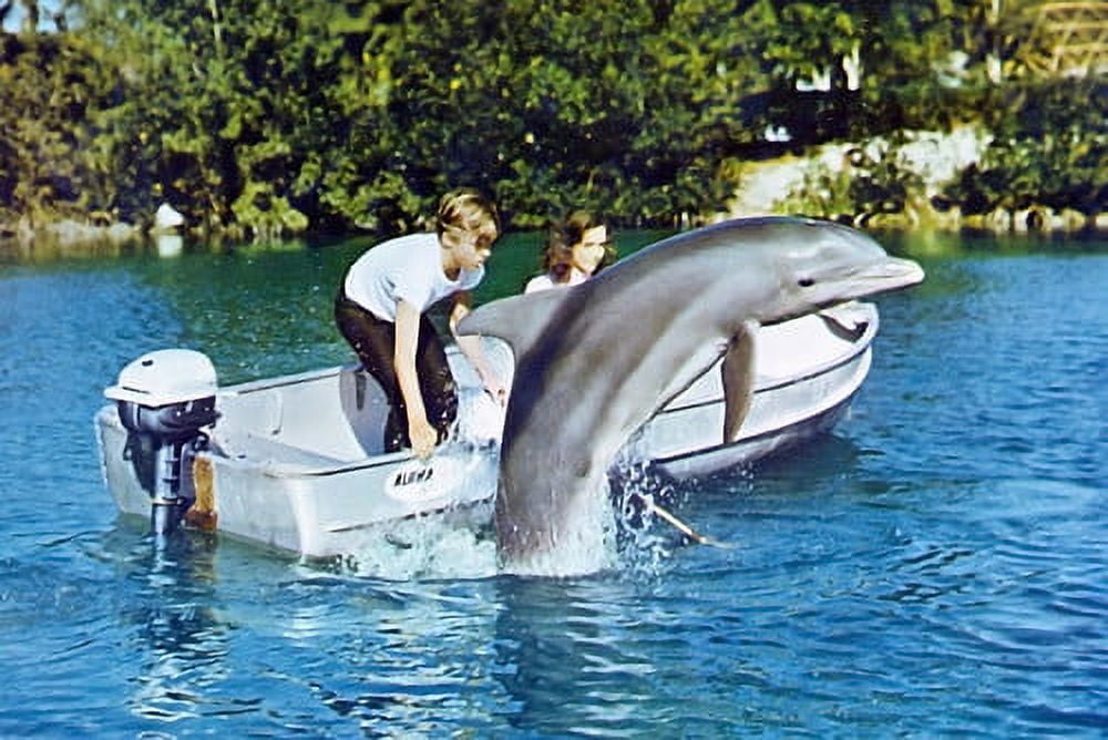 Flipper Dolphin Tv Rare Photo 24x36 Poster - Walmart.com