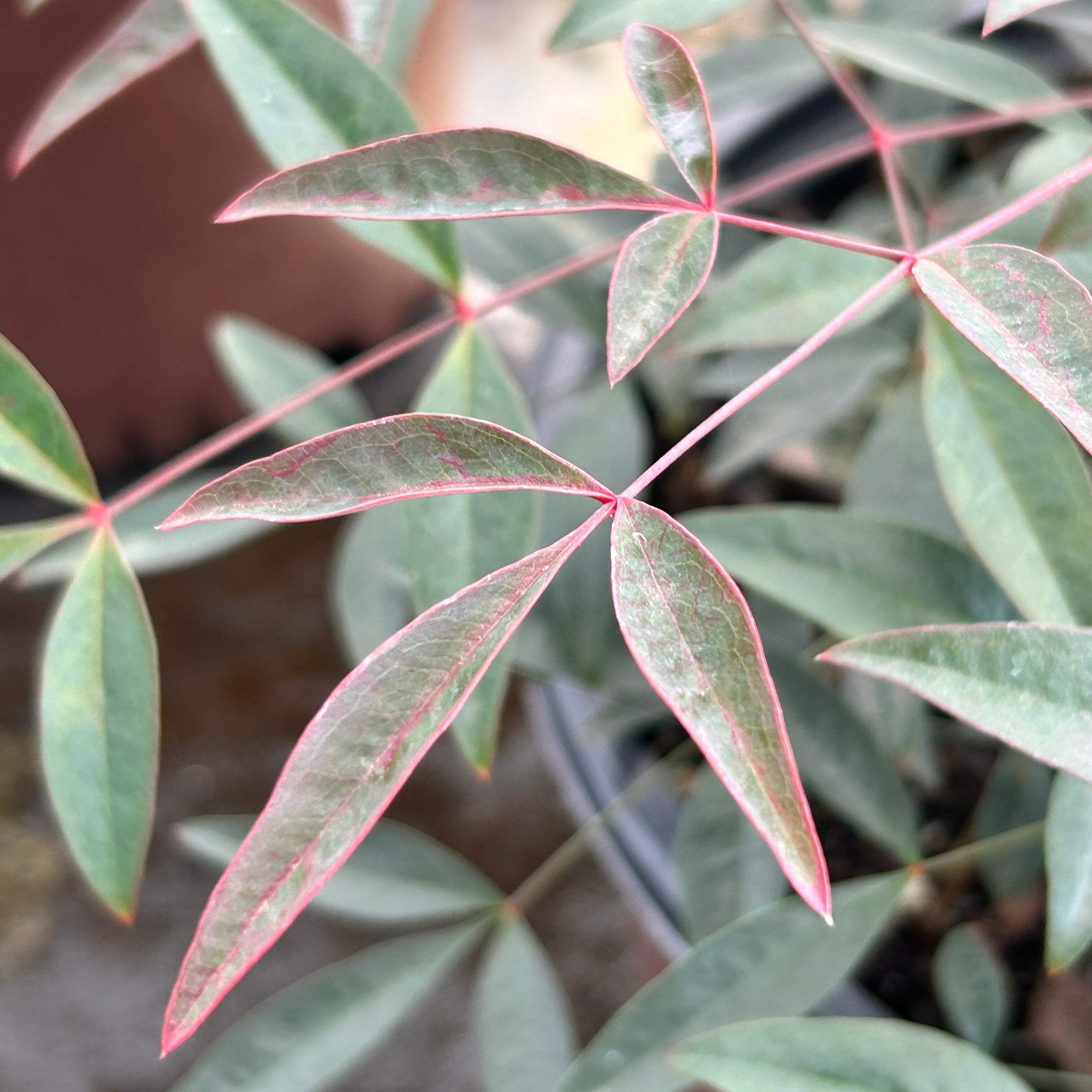 Flirt™ Heavenly Bamboo - Nandina domestica 'Murasaki' PP21391 - Walmart.com
