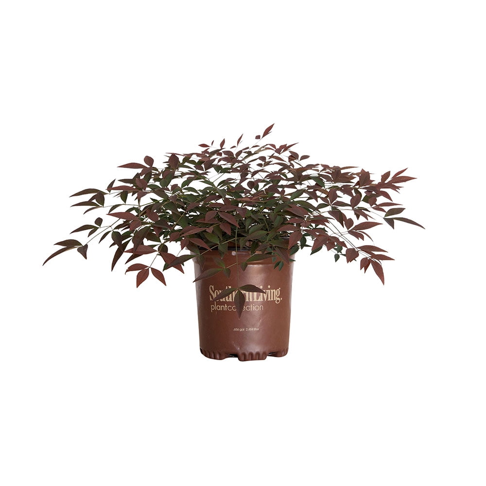 Southern Living Flirt Nandina Live Shrub in 2.5-Quart Grower Pot ...