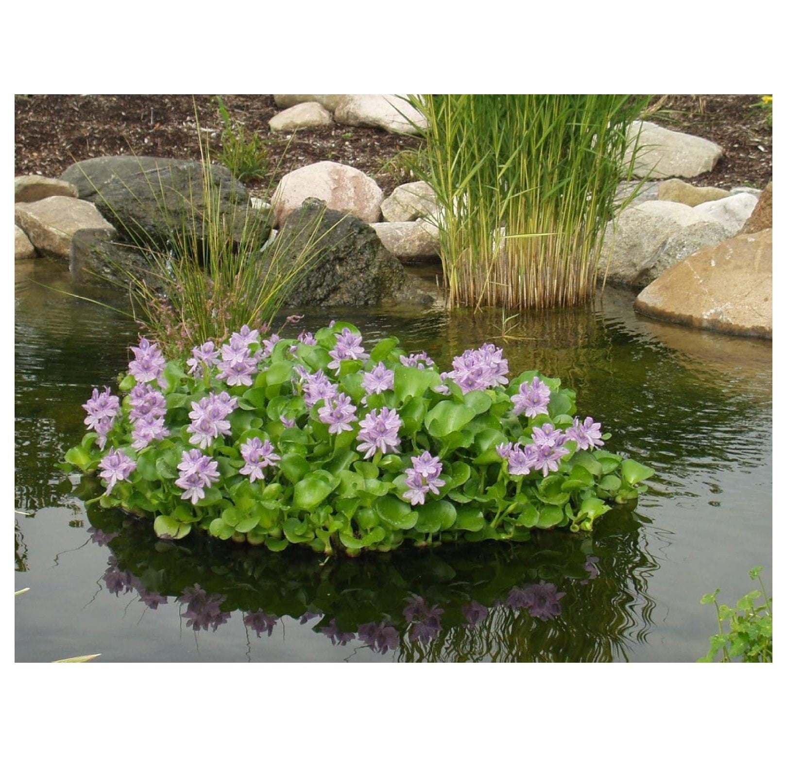 Pond Protector Floating Flora Fish Barrier,Floating Island Planter For ...