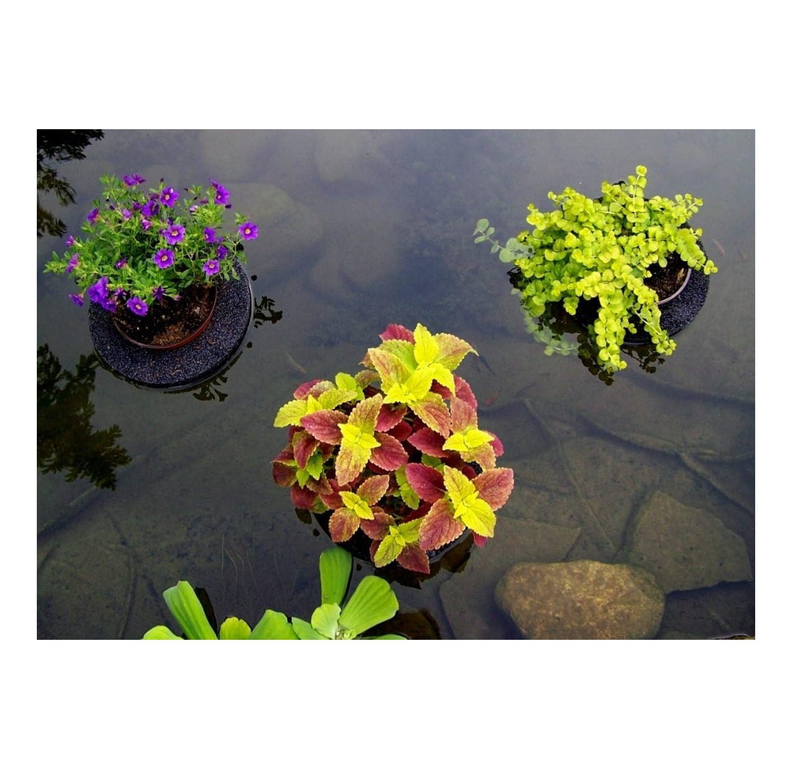 Floating Island Pond Planters | 9" Diameter Value 3 Pack | For ...