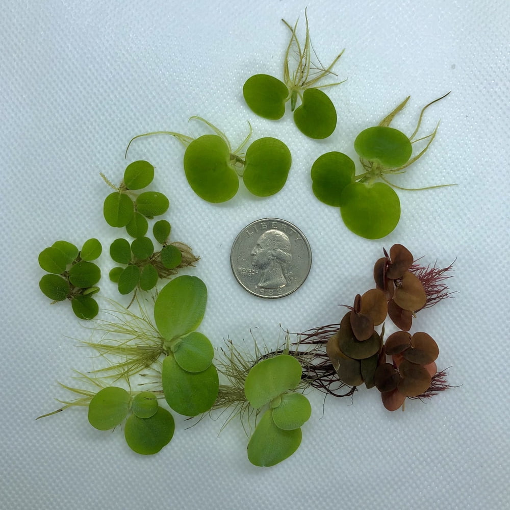 Floating Plant Combo! (Frogbit, Red Root Floater, Water Lettuce, Water ...
