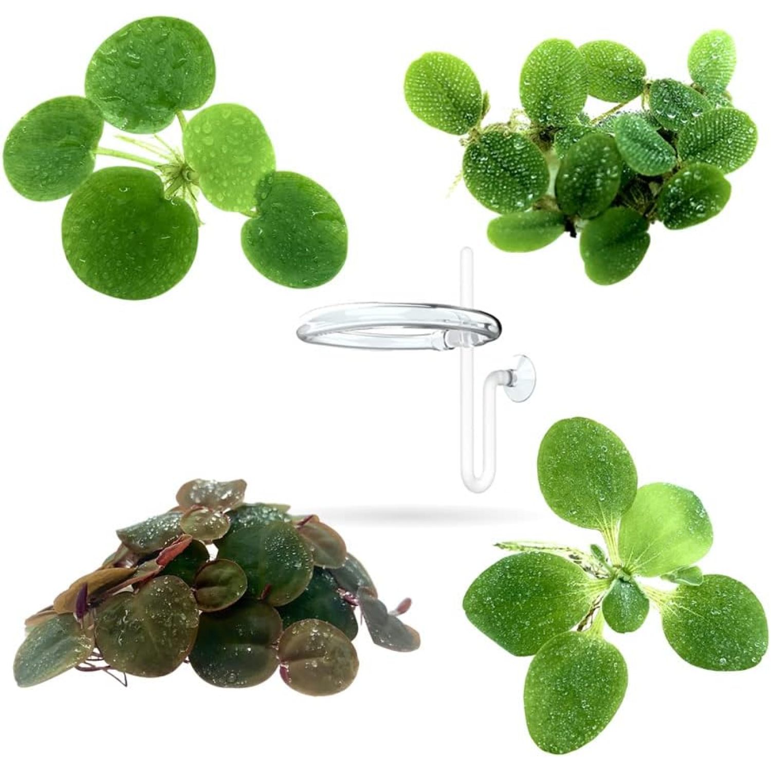 Floating Plant Combo Pack! (Amazon Frogbit, Red Root Floater, Dwarf ...