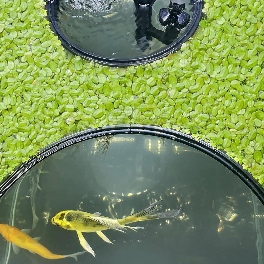 Floating Plant Corral for Aquarium, Protects Duckweed from Filters ...