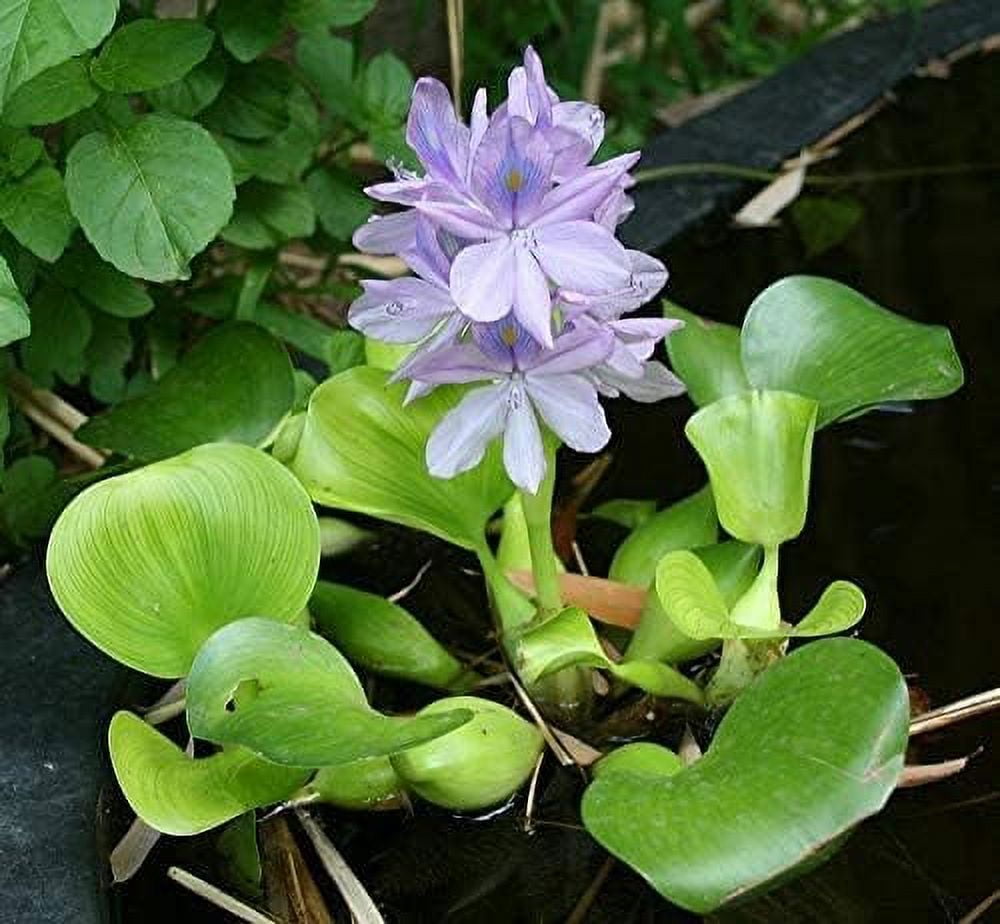 Floating for Water Gardens and Ponds (Water Hyacinth) (Water Hyacinth ...