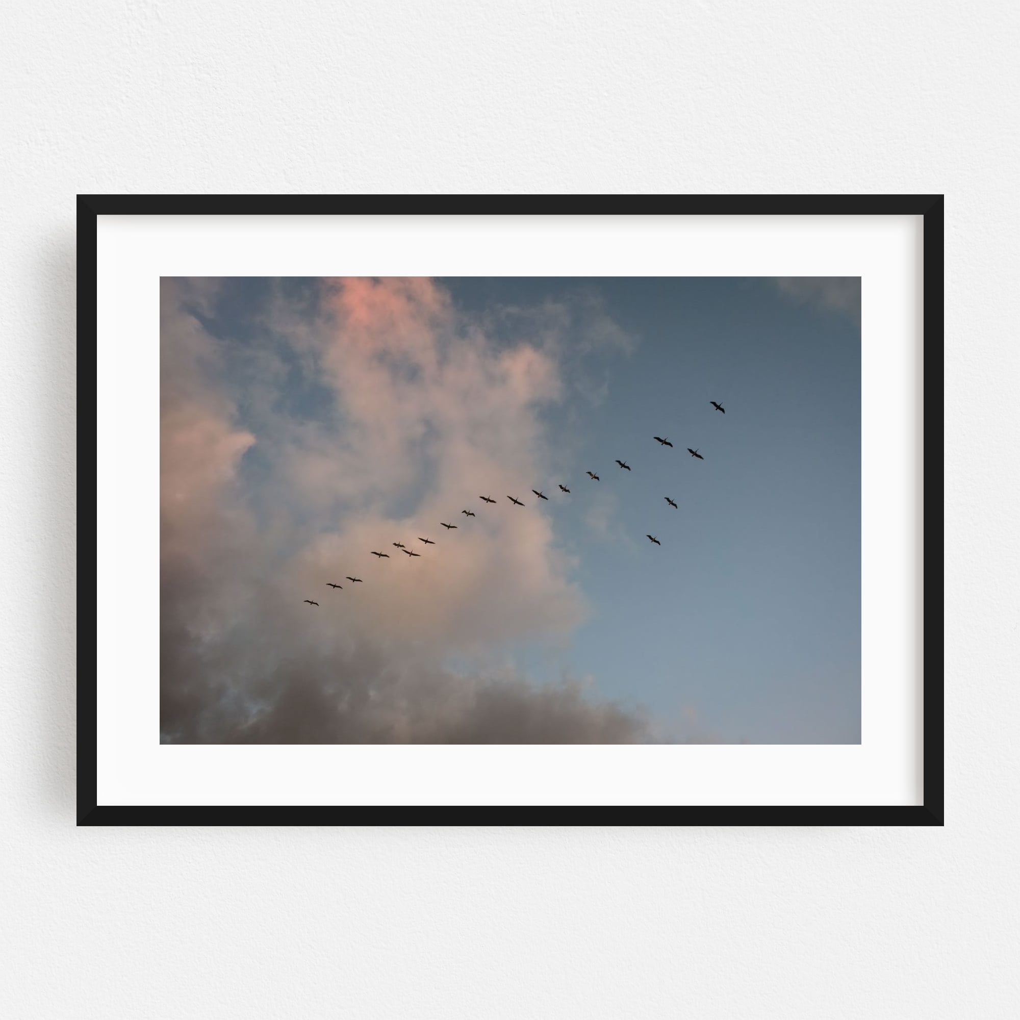 Flock of Birds in Ocean Beach, San Diego - San Diego California ...