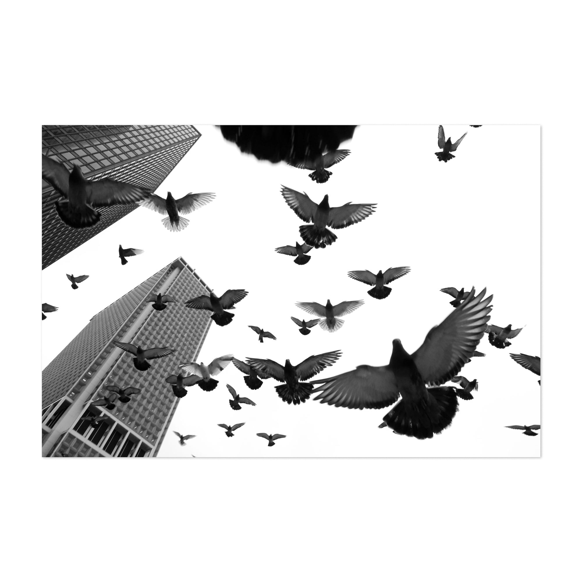 Flock of Pigeons in FiDi - Manhattan New York Photography Black and ...
