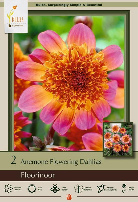 Floorinoor Powder-Puff Dahlia 2 Bulb Clumps - Bright Pink and Orange ...
