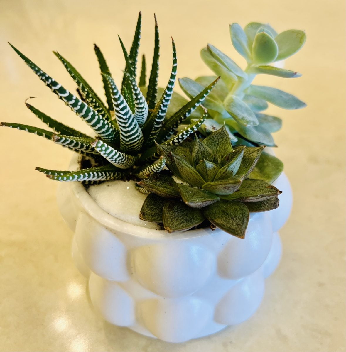Flor + Palma Mini Succulent - Walmart.com