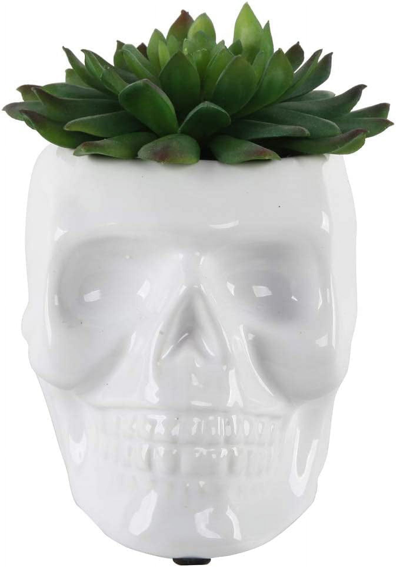 Flora Bunda 4.5 X 3.5 Ceramic Sugar Skull Succulent, WH - Walmart.com