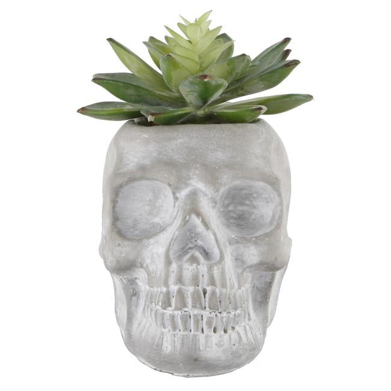 Flora Bunda 5X3.2 Succ In Cement Sugar Skull, Grey, E Pack - Walmart.com