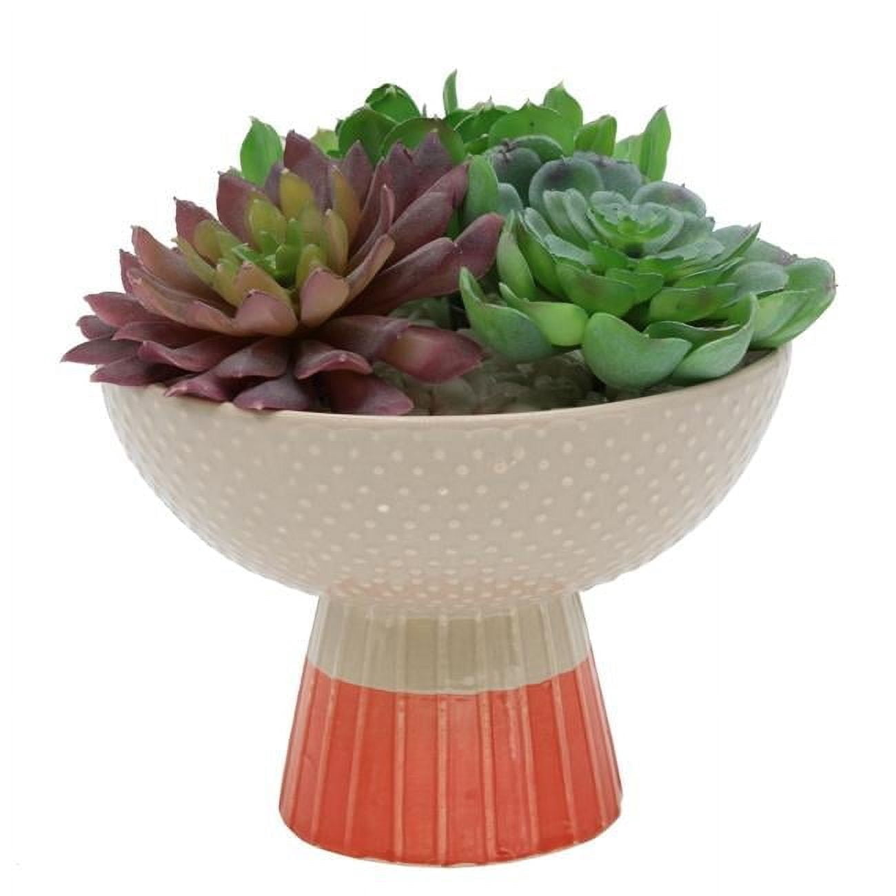 Flora Bunda CS2440E-BEIGE/OR Succulent Mix in Two Tone Bowl Ceramic ...