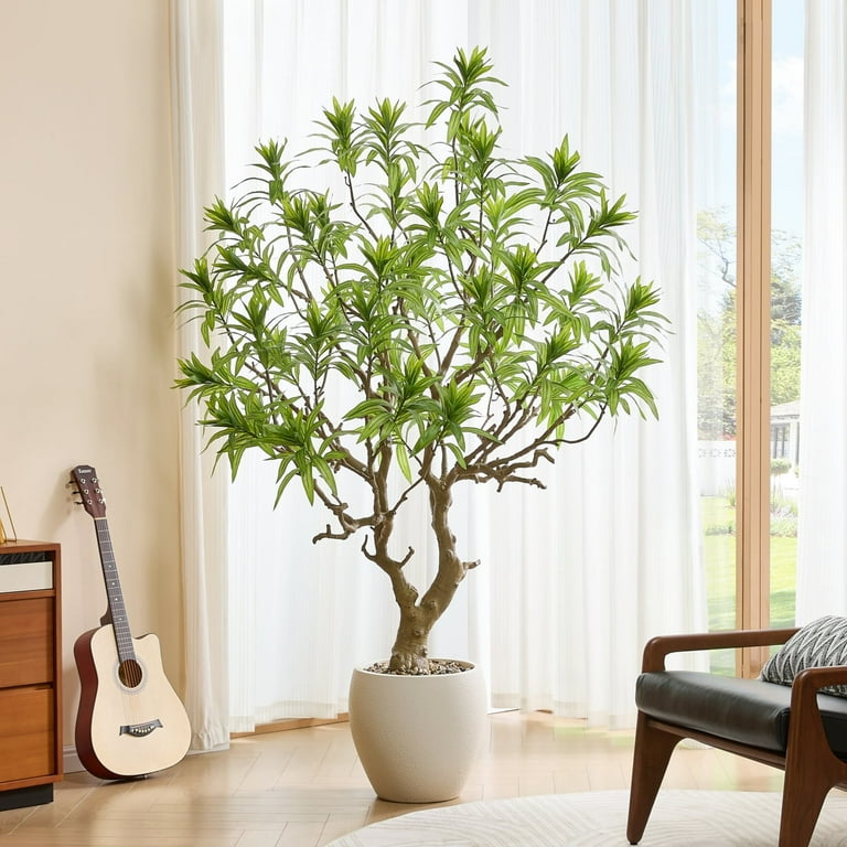 dracaena reflexa tree