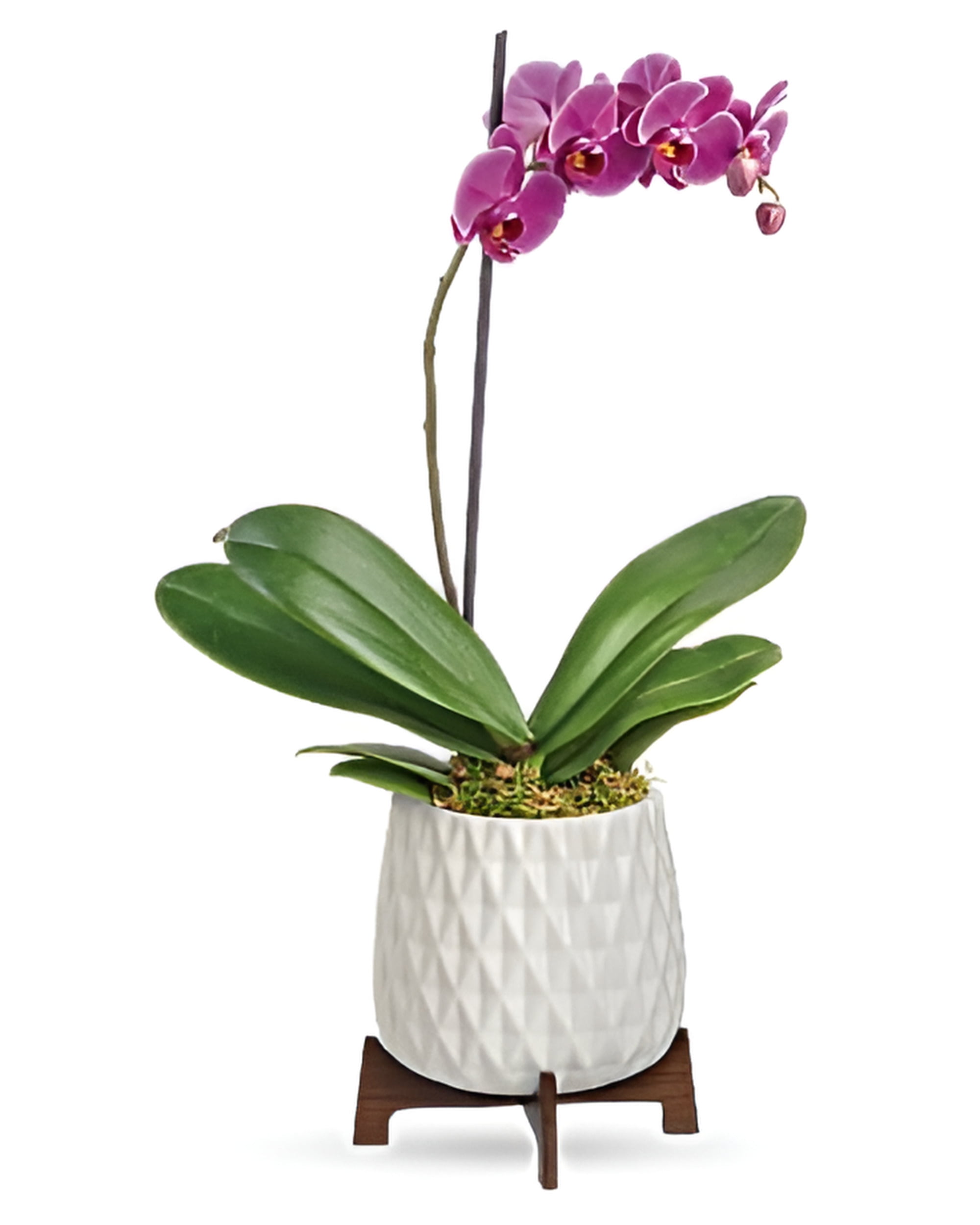 Floral Masters Teleflora's Architectural Orchid Plant - Walmart.com