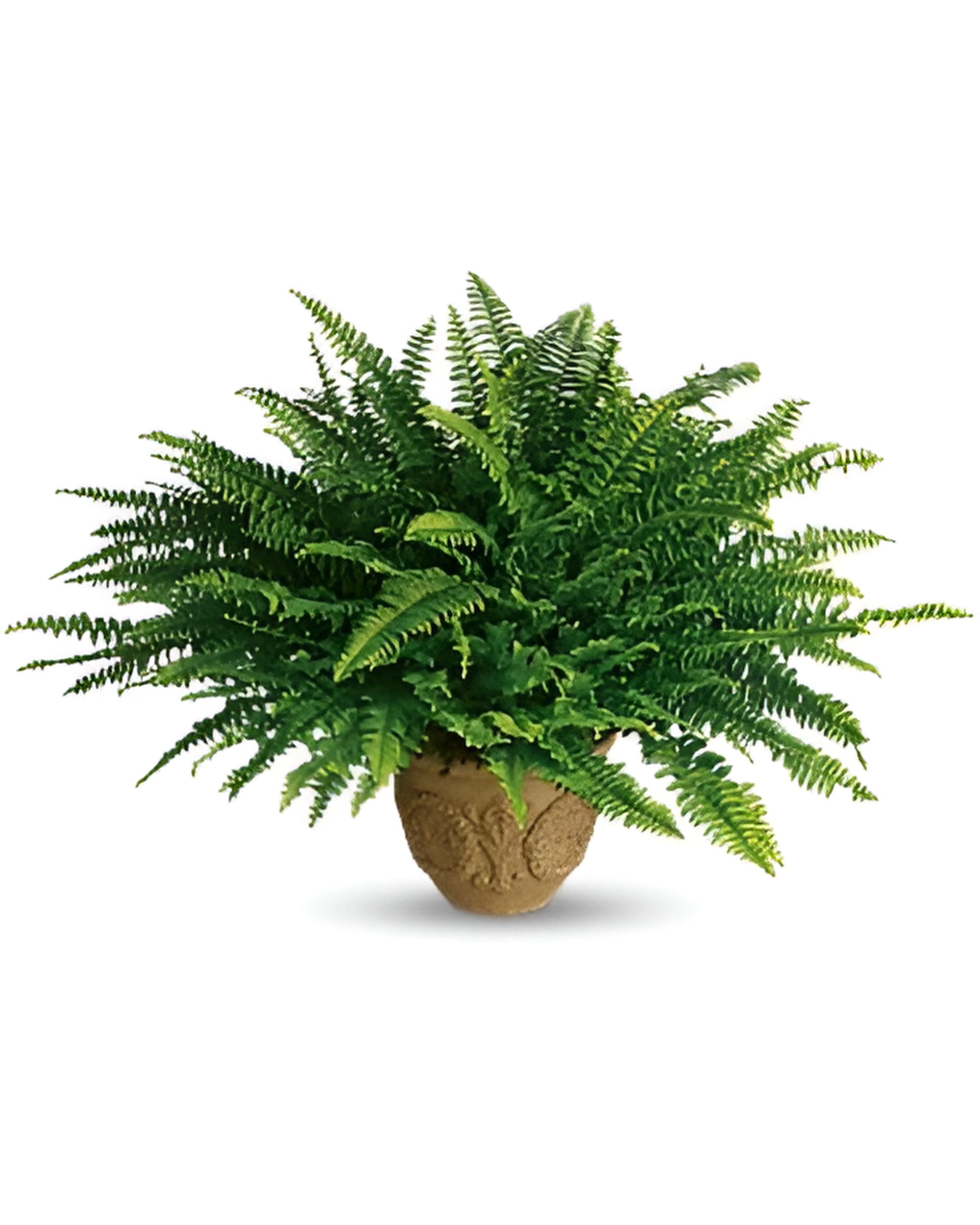 Floral Masters Teleflora's Heartwarming Thoughts Boston Fern - Walmart.com