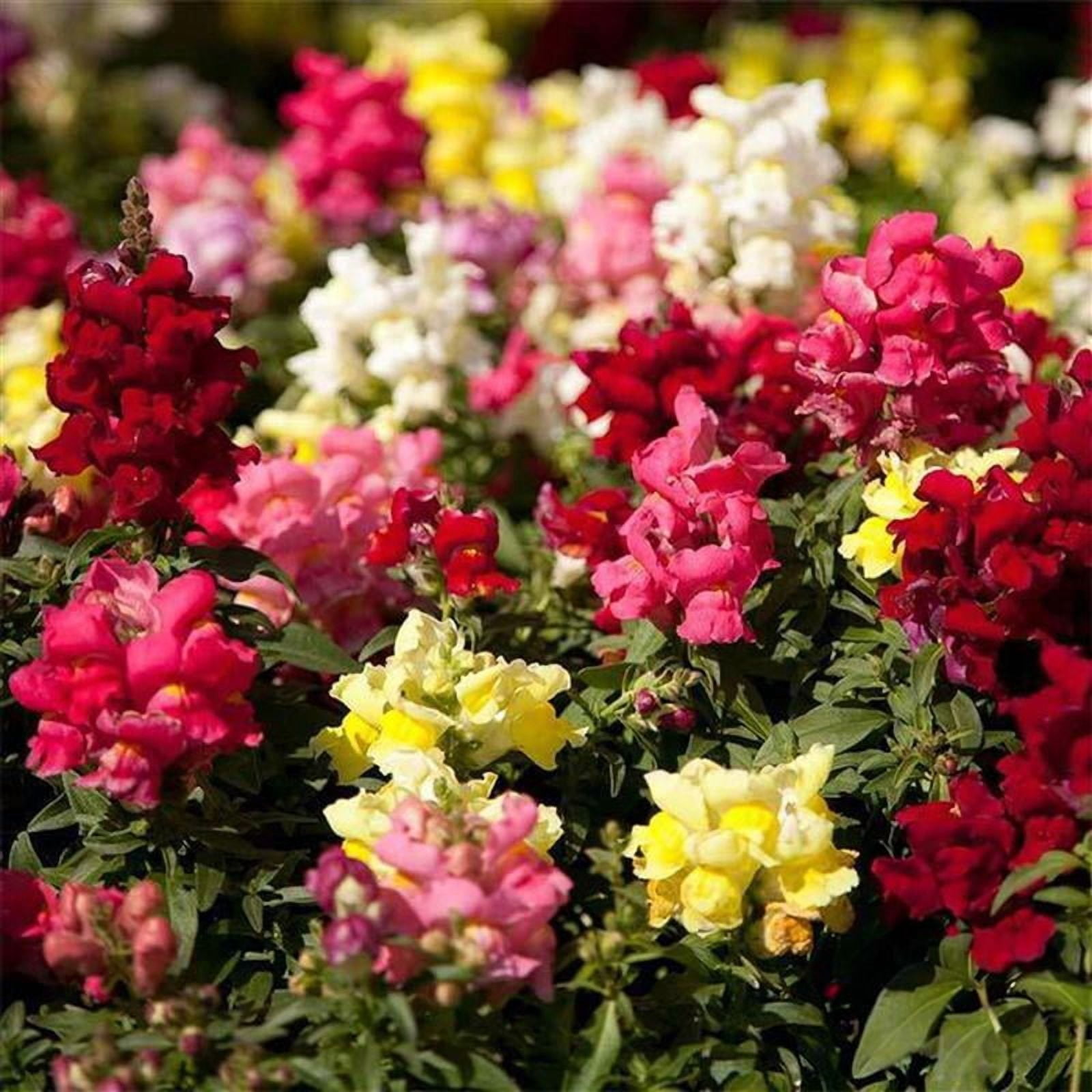 Floral Showers Snapdragon Mix ~25 Seeds - Non-GMO, Dwarf 6-8" Plants ...