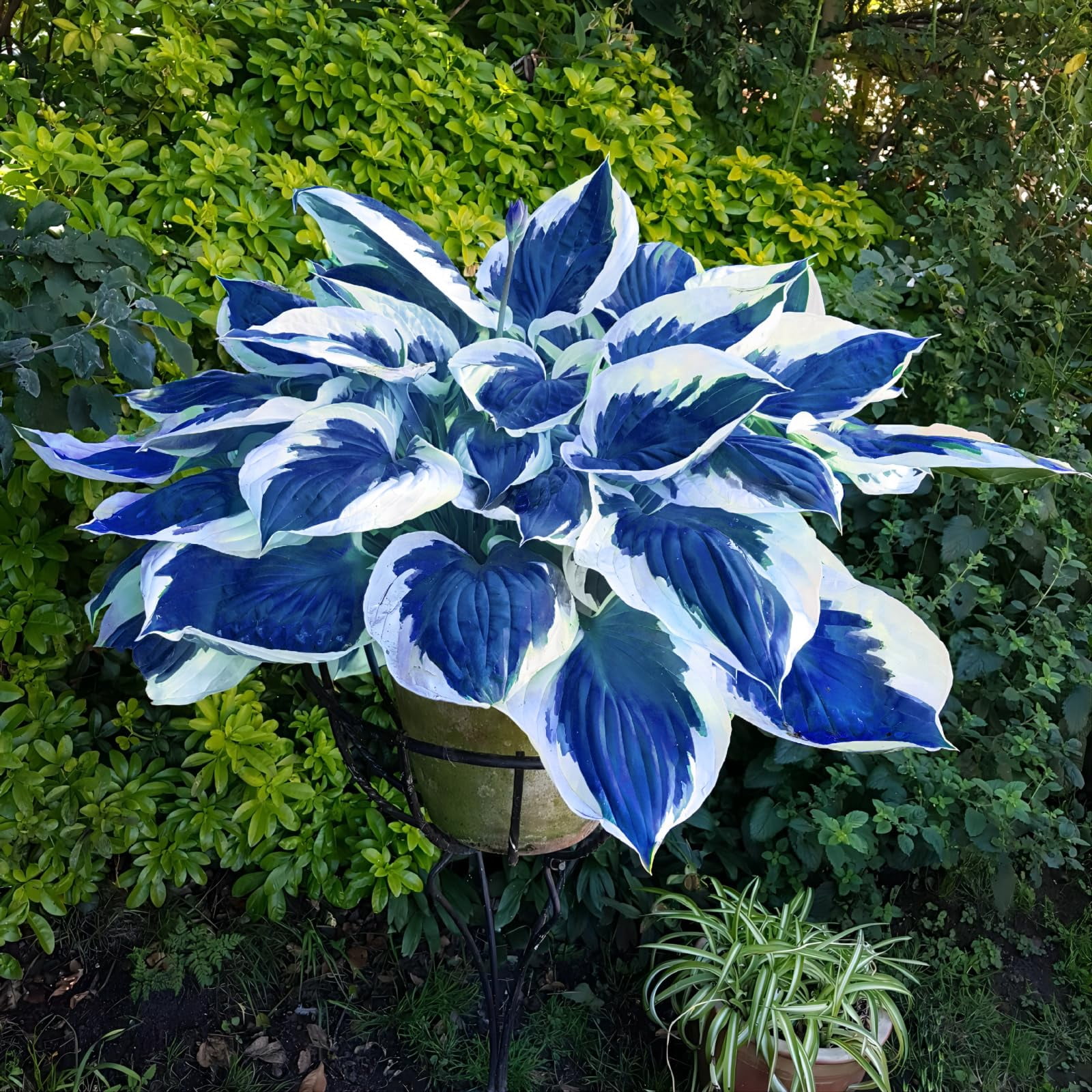 Floranza Hosta Seeds - 200 Blue MVR1 Hosta Plants Leaves with White ...