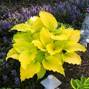 Hosta Plants in Perennials - Walmart.com