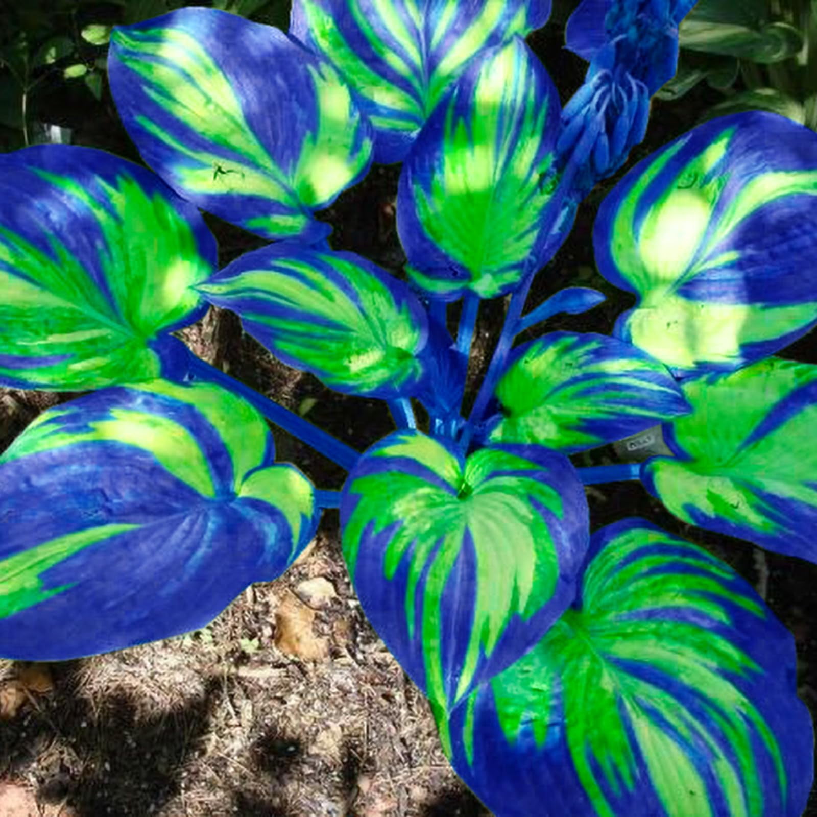 Floranza Hosta Seeds - 200 Large Hosta MHD1Wave-Edged Leaves with Blue ...