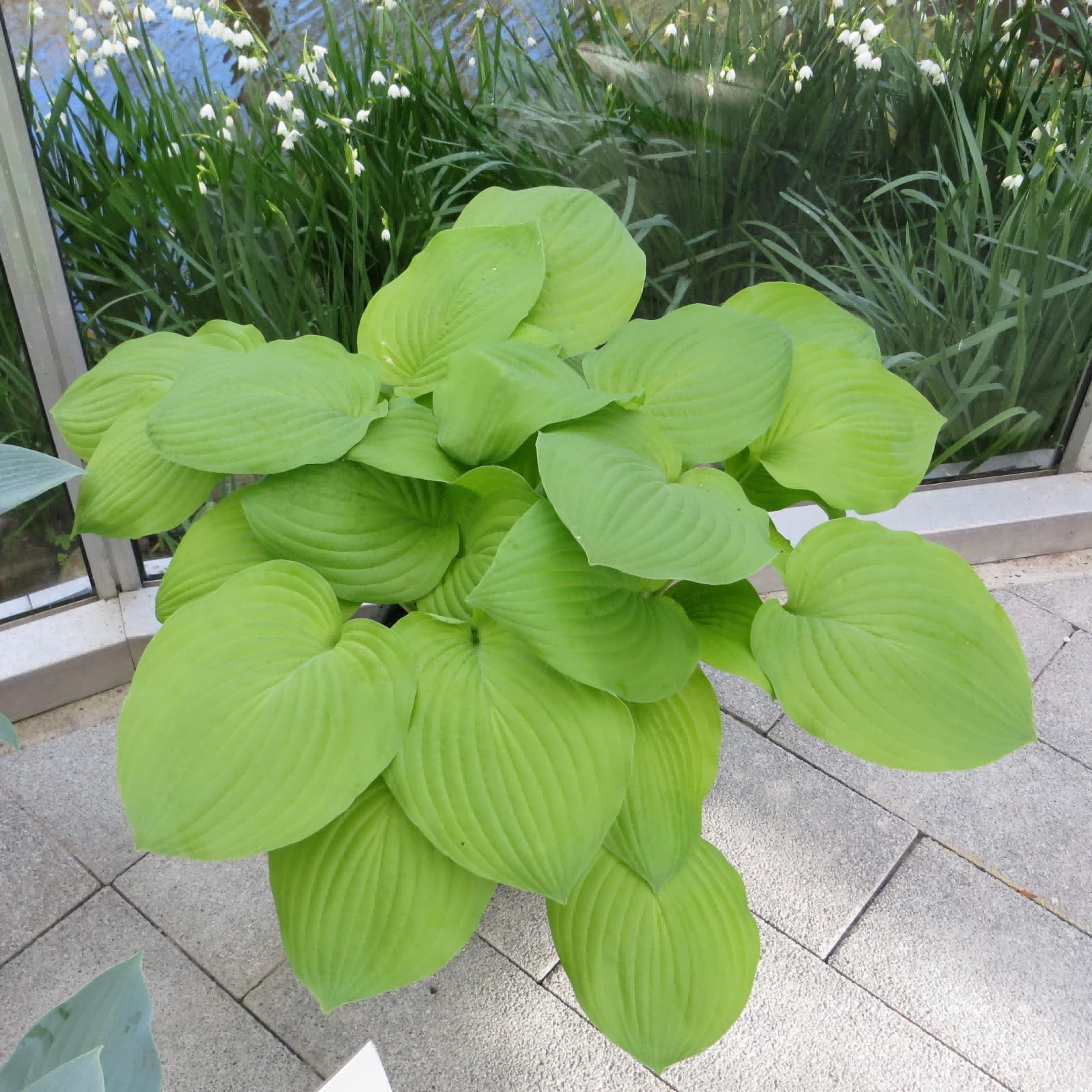 Floranza Hosta Seeds TWE5 - 200 Large Hosta Smooth-Edged Heart-Shaped ...