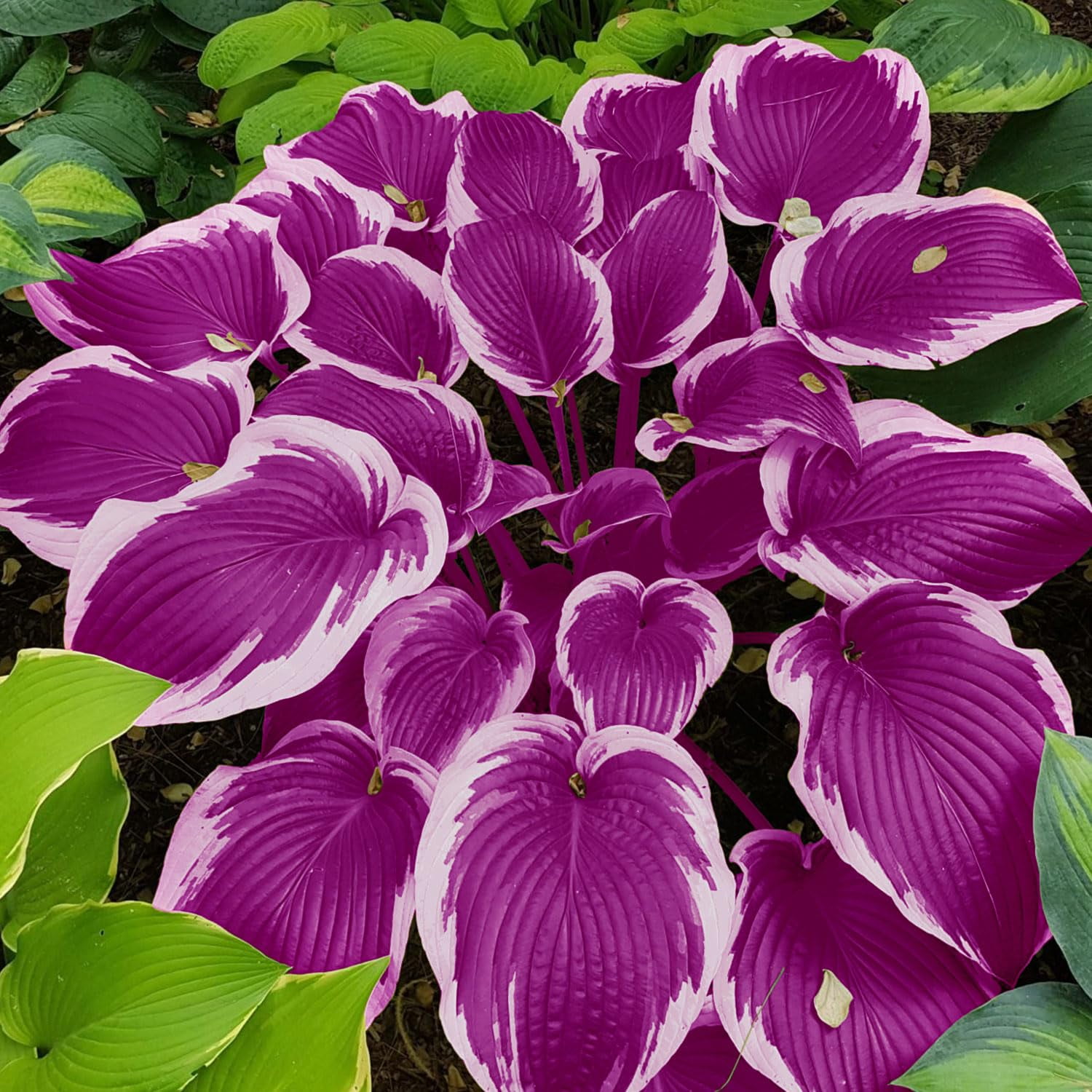 Floranza Hosta SeedsUMRT - 200 Large Purple Hosta Plants Leaves with ...