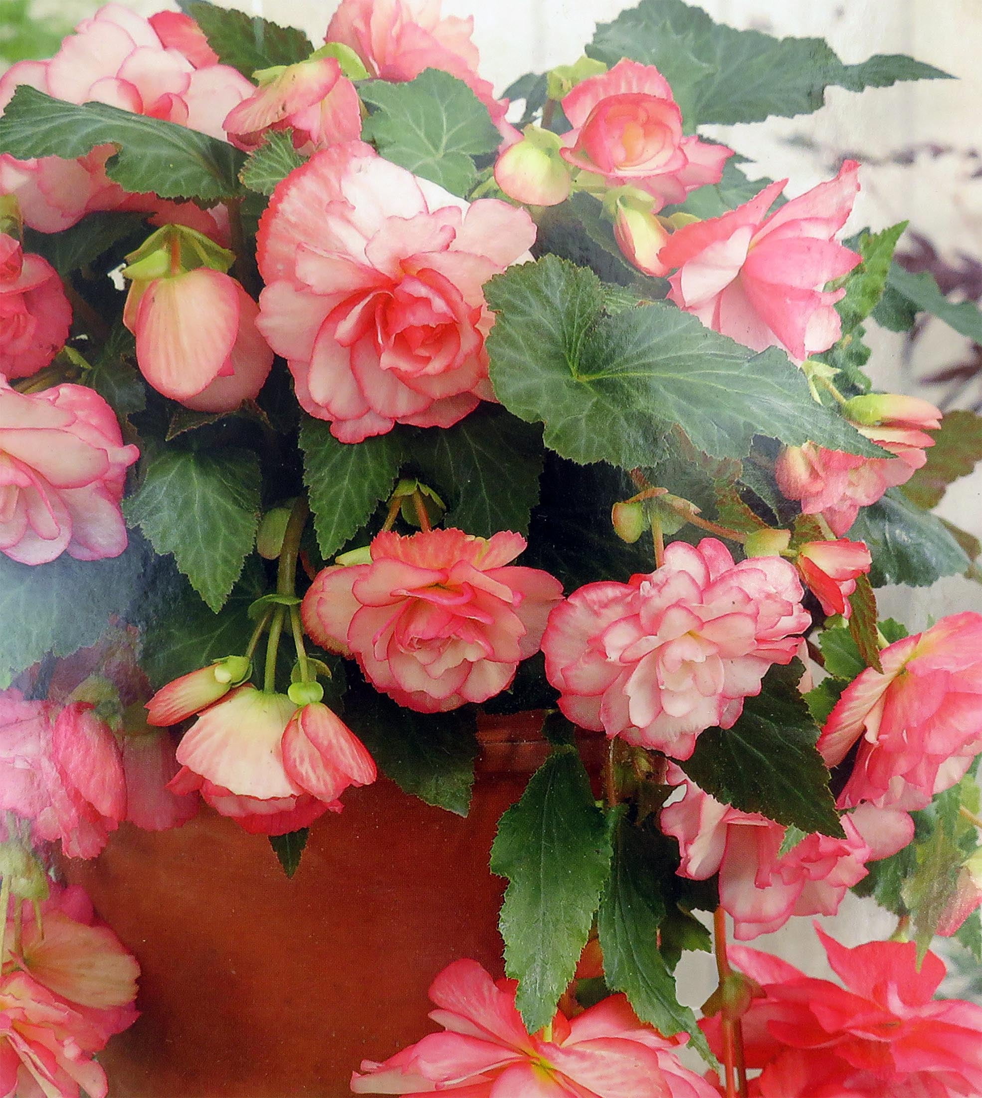 Florence Begonia 2 Bulbs -Hybrid Begonia - Walmart.com