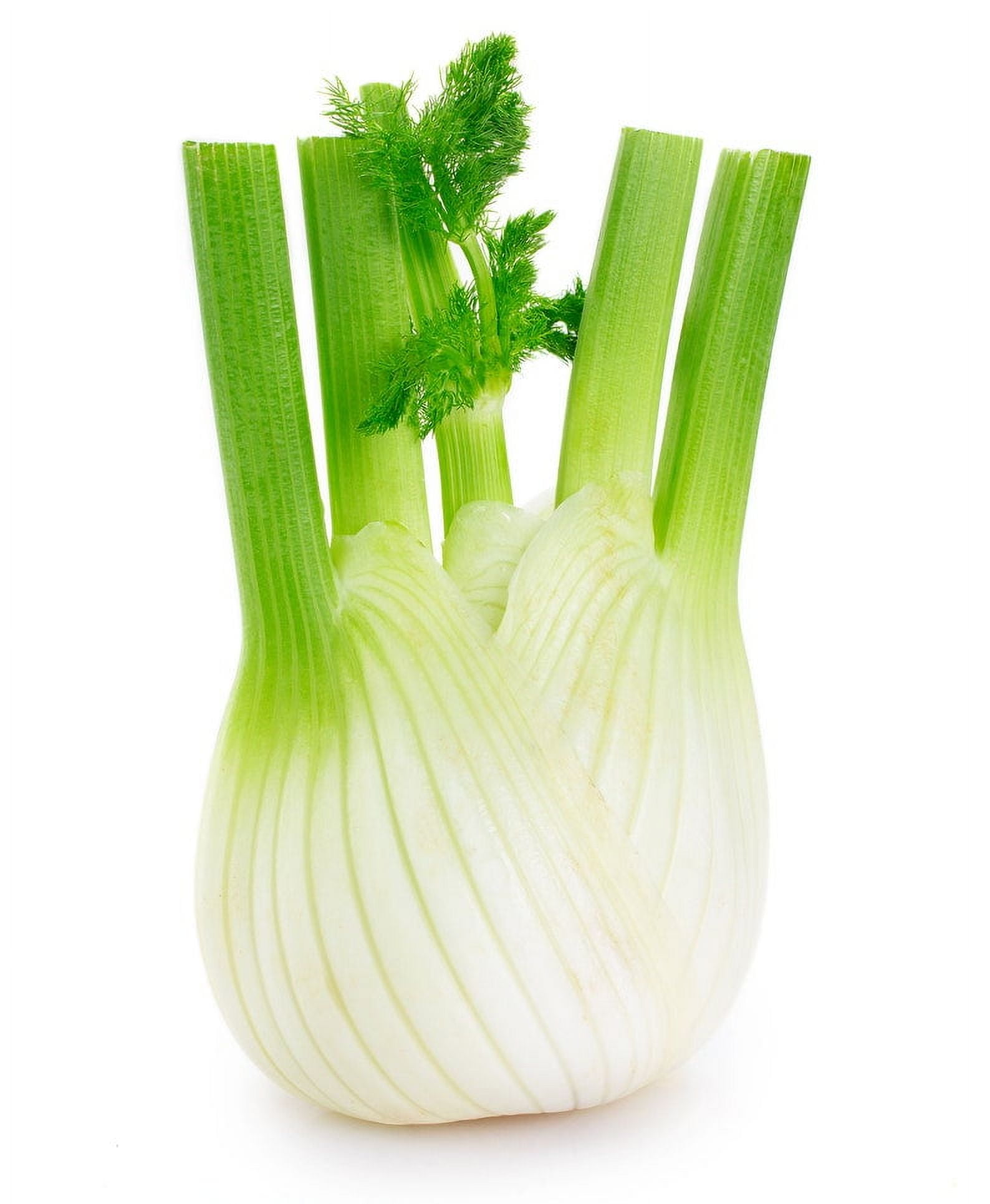 Sherwood's Seeds 40 Florence Fennel Plant Seeds, Italian Heirloom ...