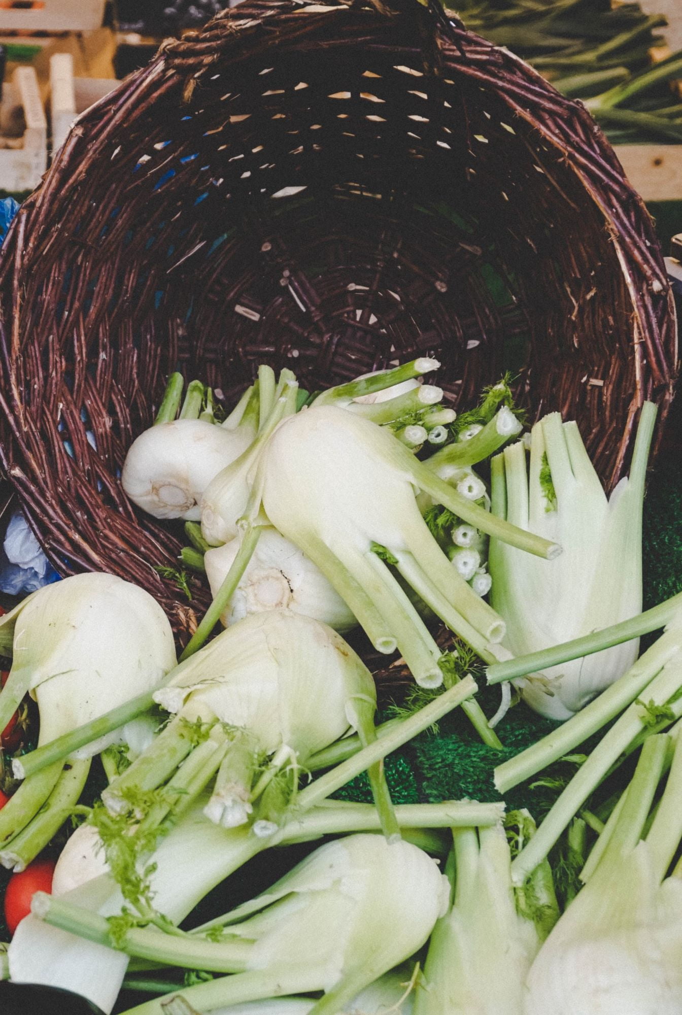 Florence Fennel Herb Seeds/ Perennial/ Full Sun/1800 Seeds 1/4 oz ...