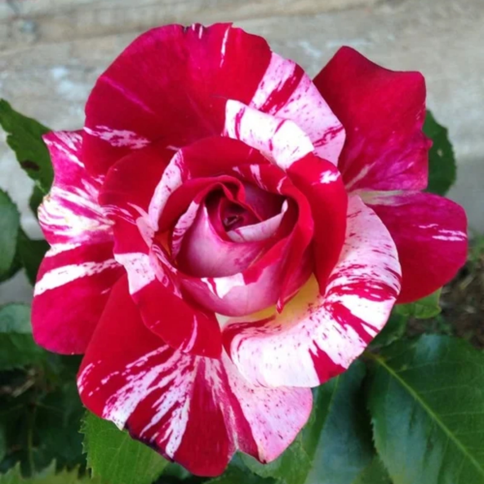Florenzo Rose Planting Bulbs,Perennial,Ornamental,Garden,Peculiar ...