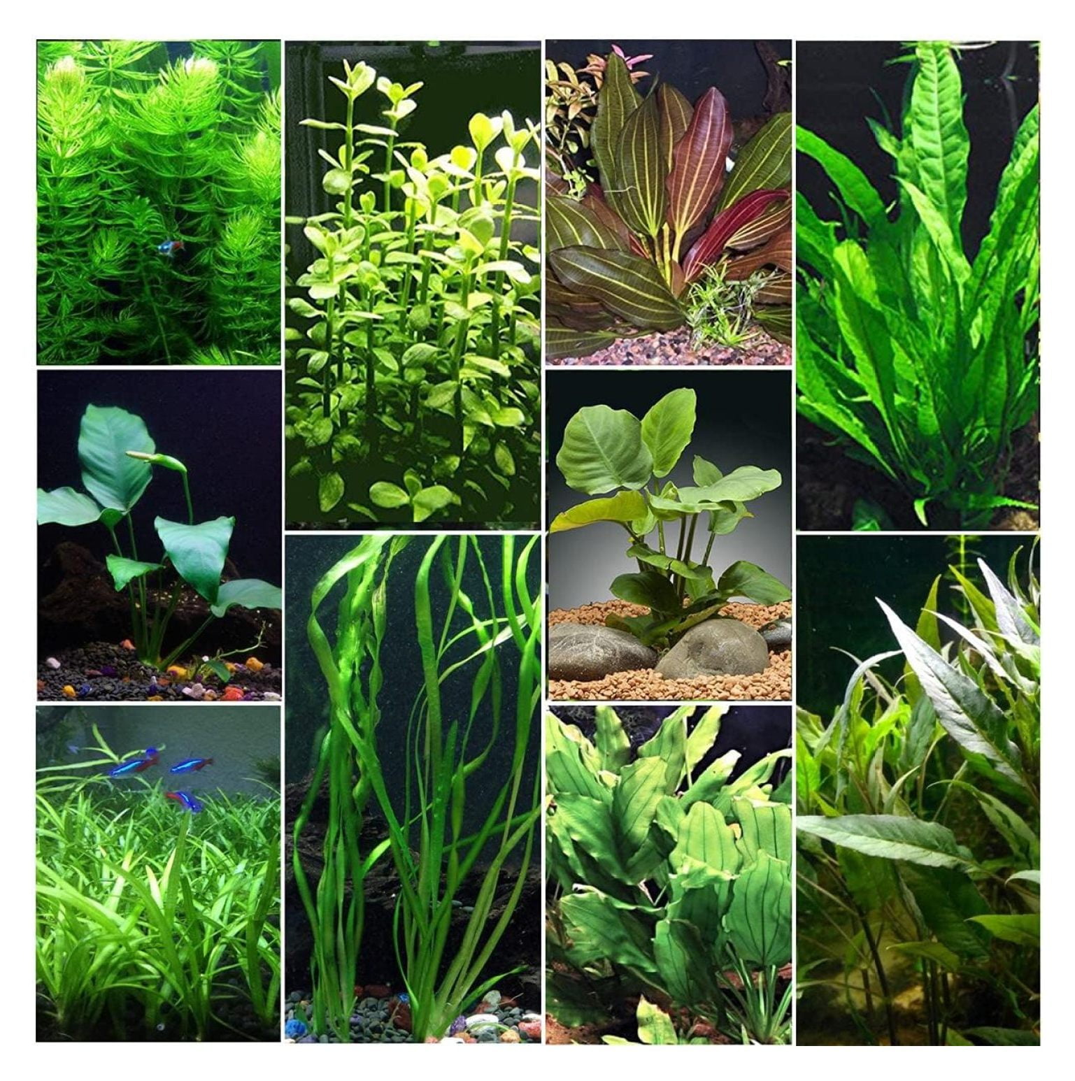 Florida 10 Species Live Aquarium Plants Bundle - Walmart.com
