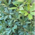 Florida Anise - Illicium floridanum - Walmart.com