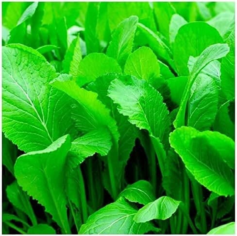 Florida Broadleaf Mustard Greens | Fast Growing | Heat and Cold ...