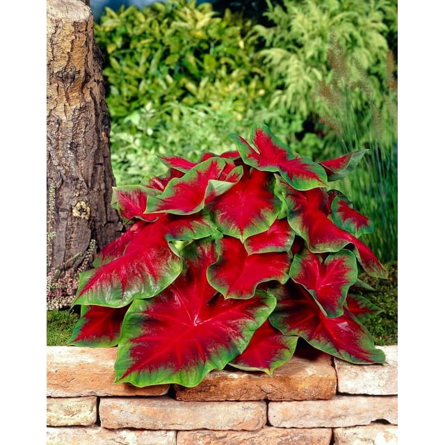 Florida Cardinal Caladium Bulbs for Planting - Perennial Hosta ...