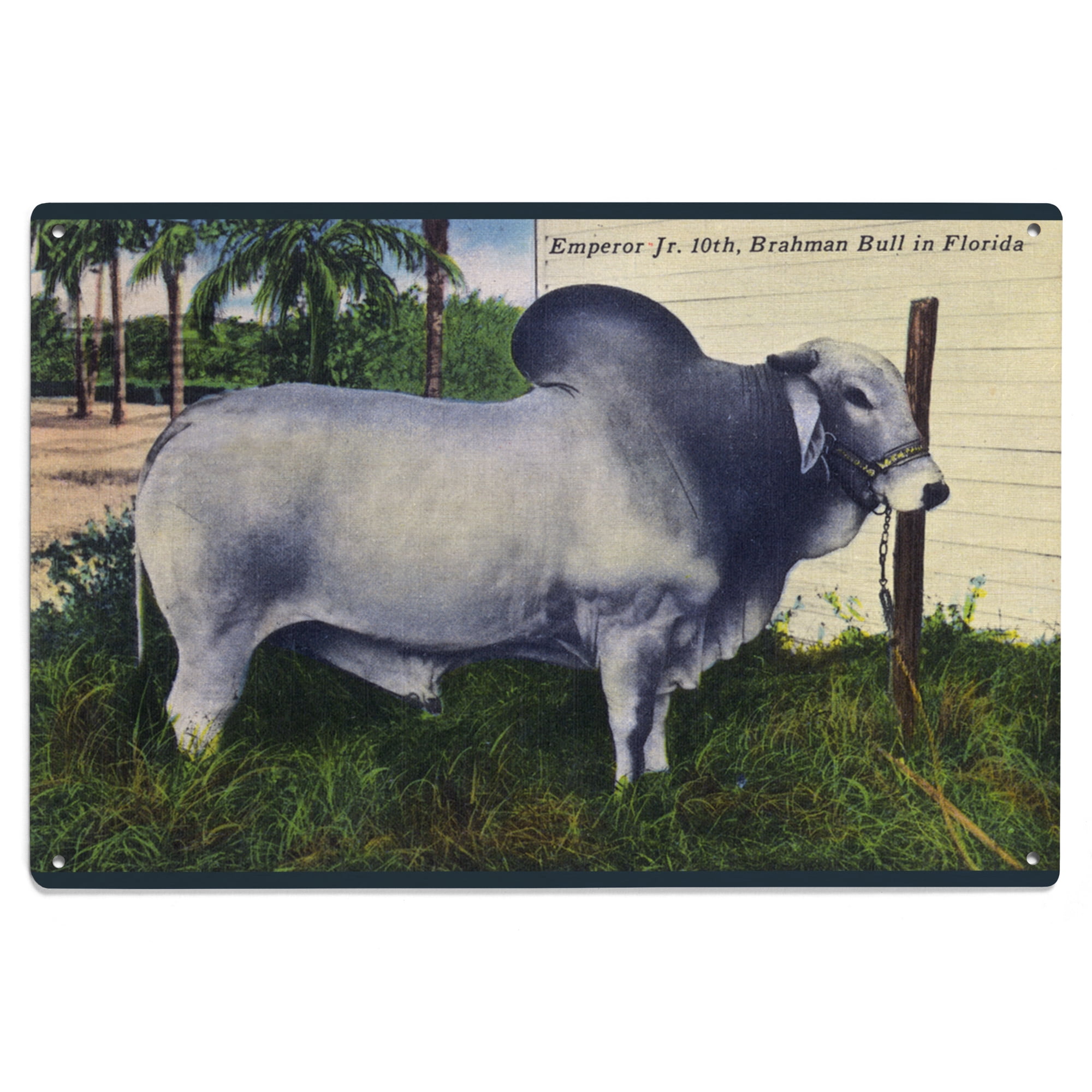 Florida, Emperor Jr 10th Brahman Bull Birch Wood Wall Sign (6x9 Rustic ...